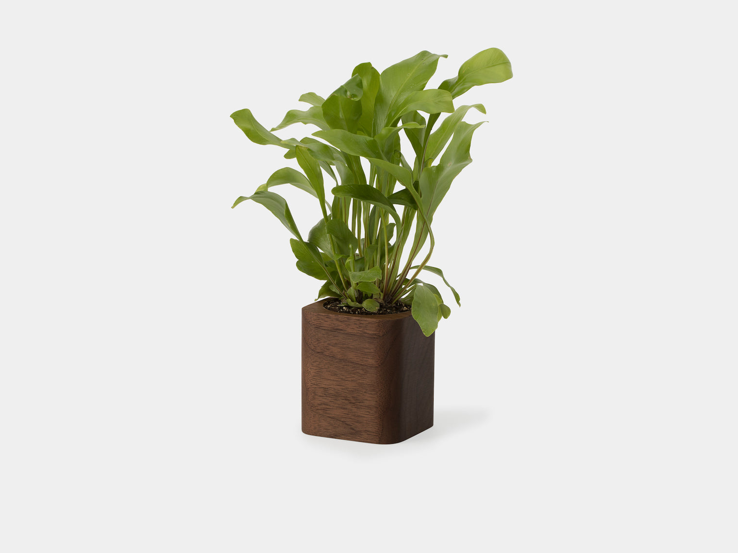 Cubic Pot | Oakywood.shop